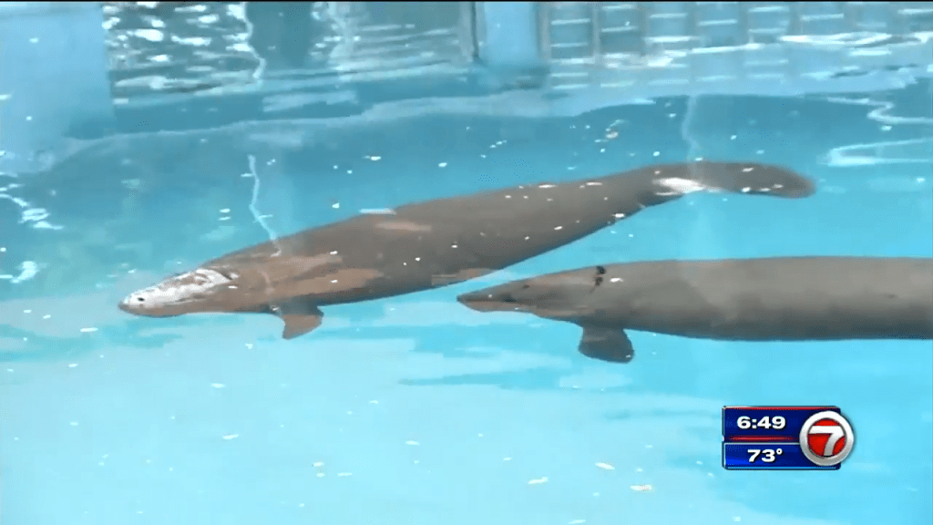 Injured manatee rescued in Florida gives birth at SeaWorld - WSVN 7News ...