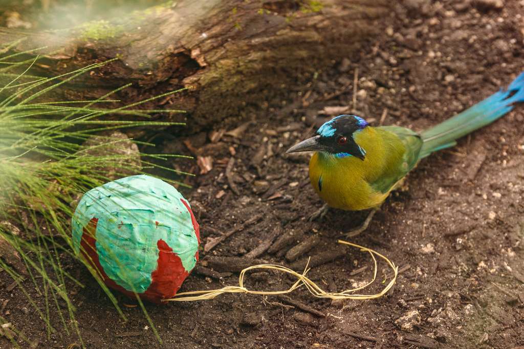 Watch Zoo Miami animals open presents throughout the Holiday season ...