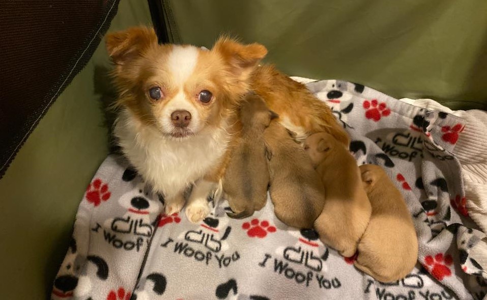 Orphaned puppies adopted by dog who lost her own litter - WSVN 7News ...