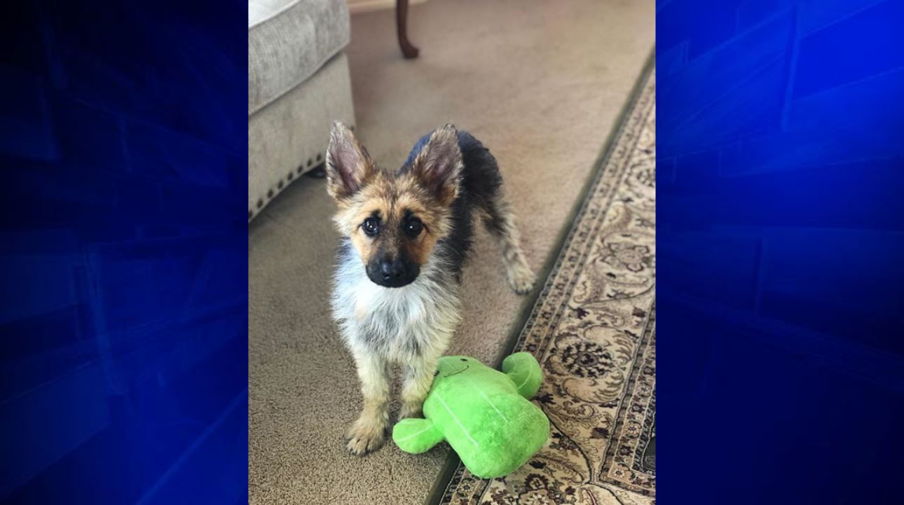 dwarf german shepherd