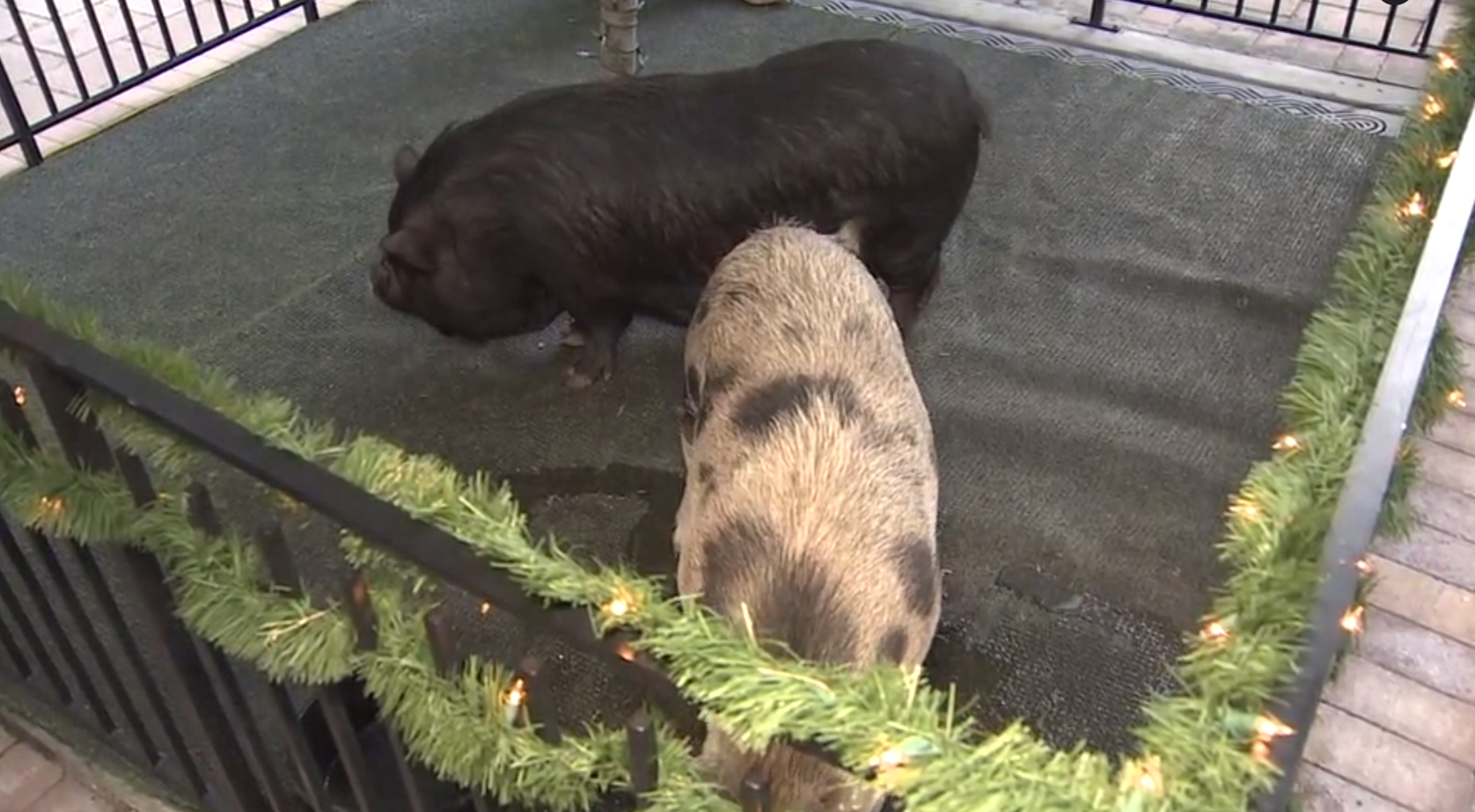 Miami-Dade mayor holds ceremony to pardon Christmas dinner pigs - WSVN ...