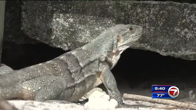 Invasive green iguanas thriving in South Florida, raising concerns ...