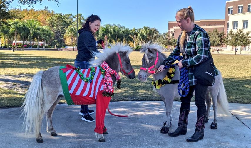 UCF uses mini horses to help students cope with finals - WSVN 7News ...