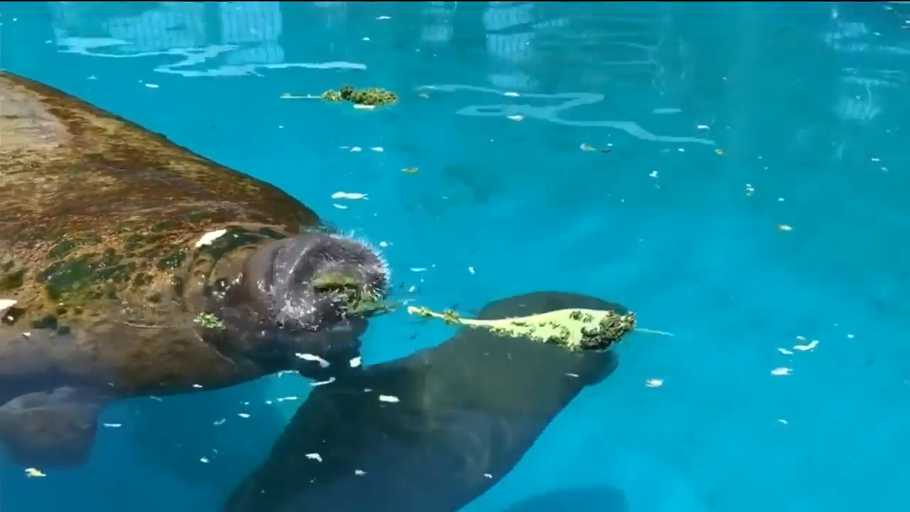 2 manatees return home after being treated at Miami Seaquarium - WSVN ...
