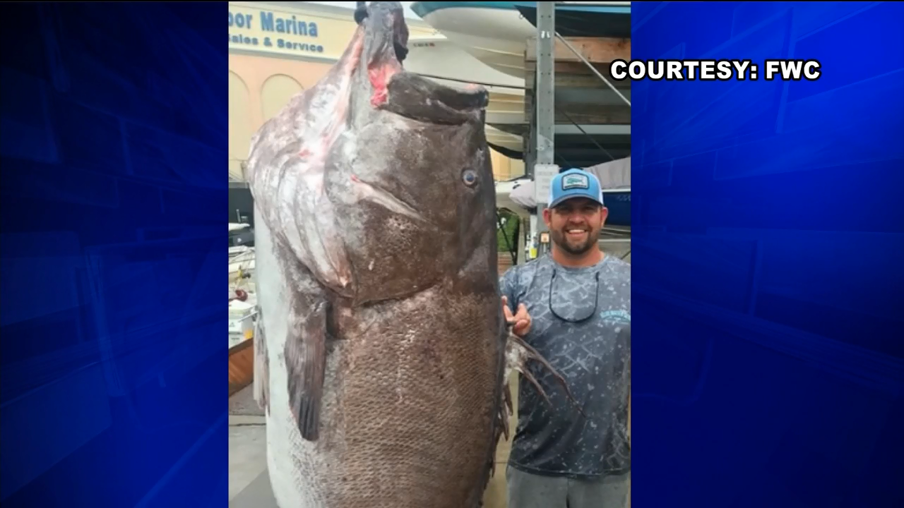 Fisherman catches ‘a big old fish’ weighing 350 pounds off southwest ...