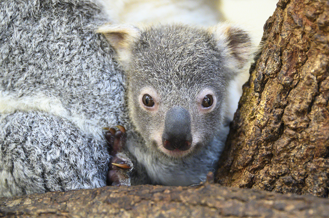 Zoo Miami celebrates birth of baby koala - WSVN 7News | Miami News ...