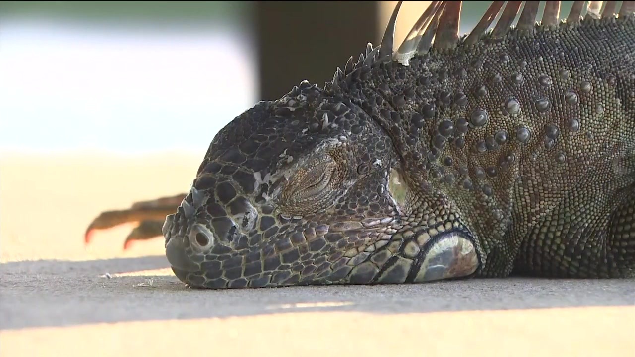 National Weather Service warns of falling iguanas as overnight temps ...