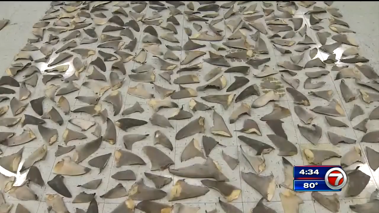 Nearly $1 million worth of shark fins seized by wildlife inspectors in ...