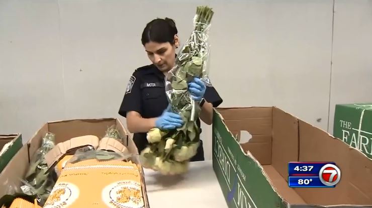 Miami Int’l Airport inspects imported flowers for Valentine’s Day ...