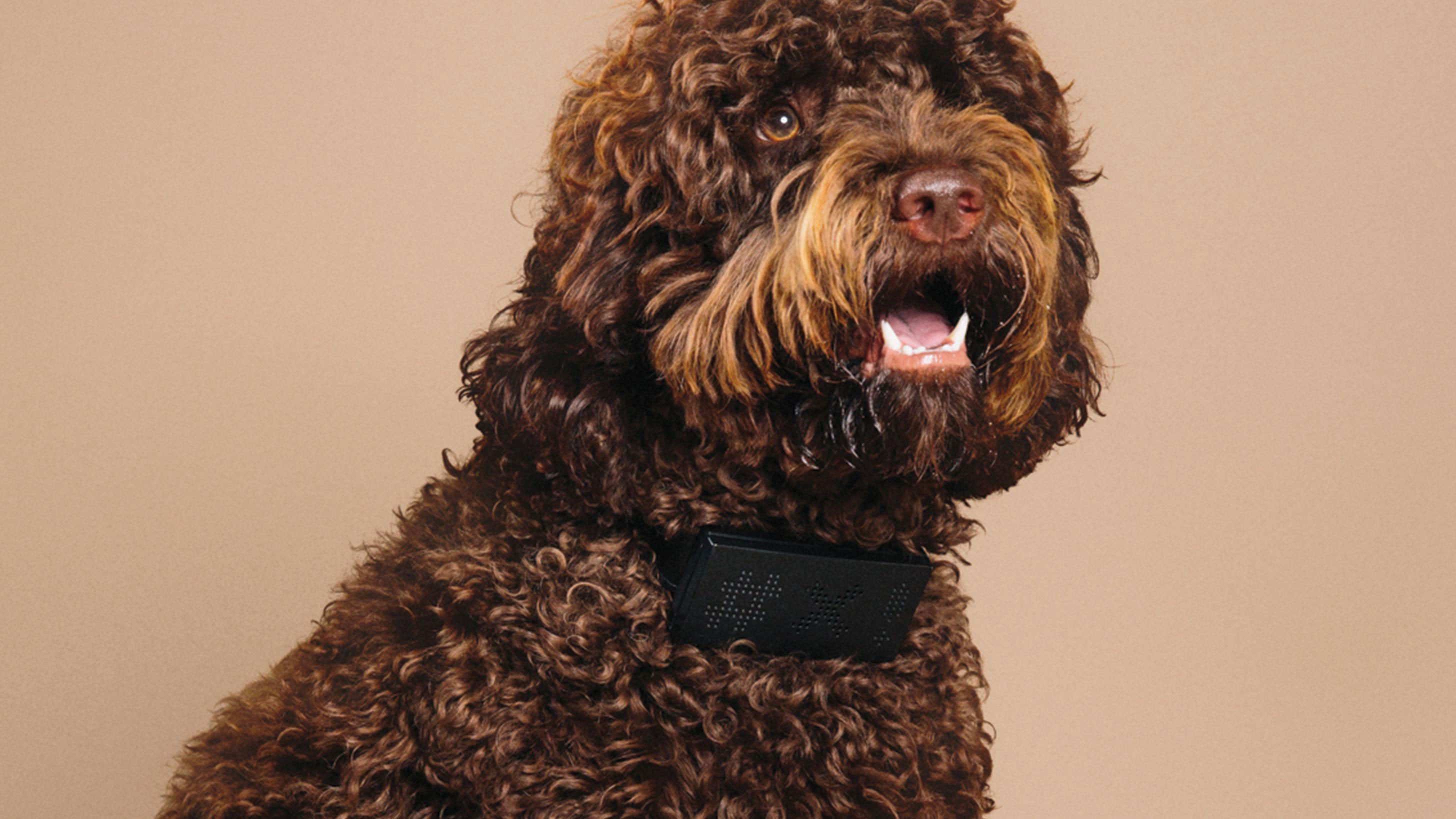 You can now buy a dog collar that will swear every time your dog barks ...