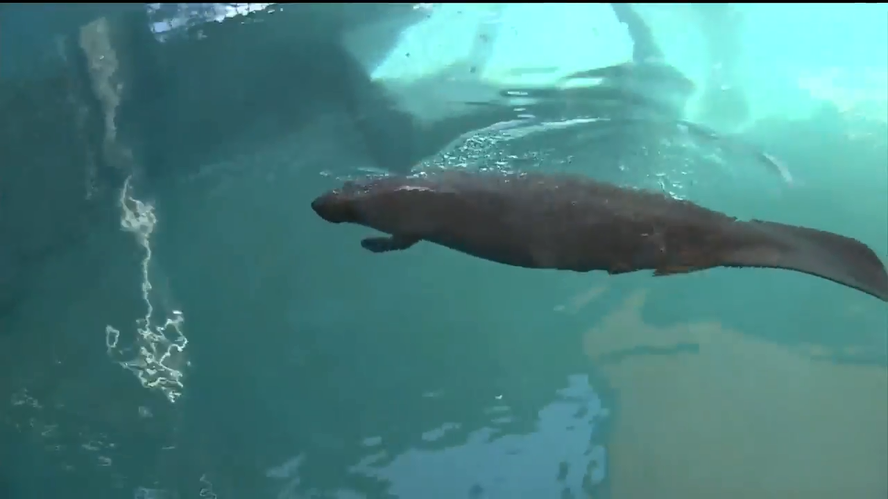 Injured manatee makes debut at Miami Seaquarium - WSVN 7News | Miami ...