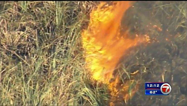 Prescribed burn in Everglades dies down - WSVN 7News | Miami News ...