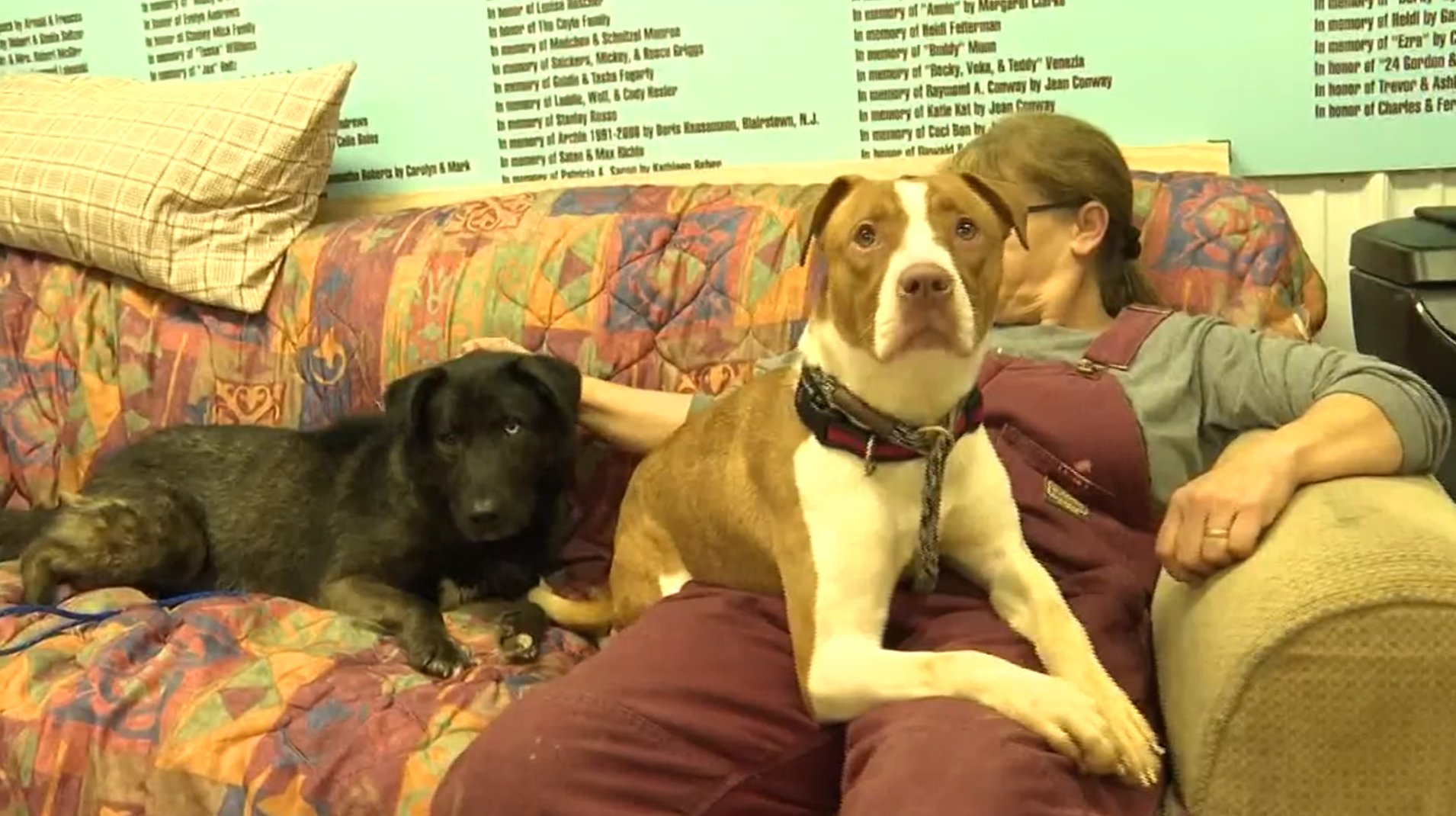 Dogs left alone after homeowners move away - WSVN 7News | Miami News ...