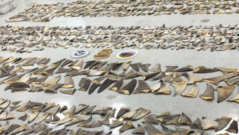 Nearly $1 million worth of shark fins seized by wildlife inspectors in ...