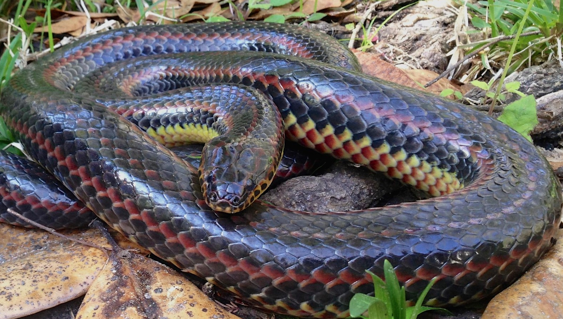 Rare rainbow snake spotted in Central Florida for first time since 1969 ...