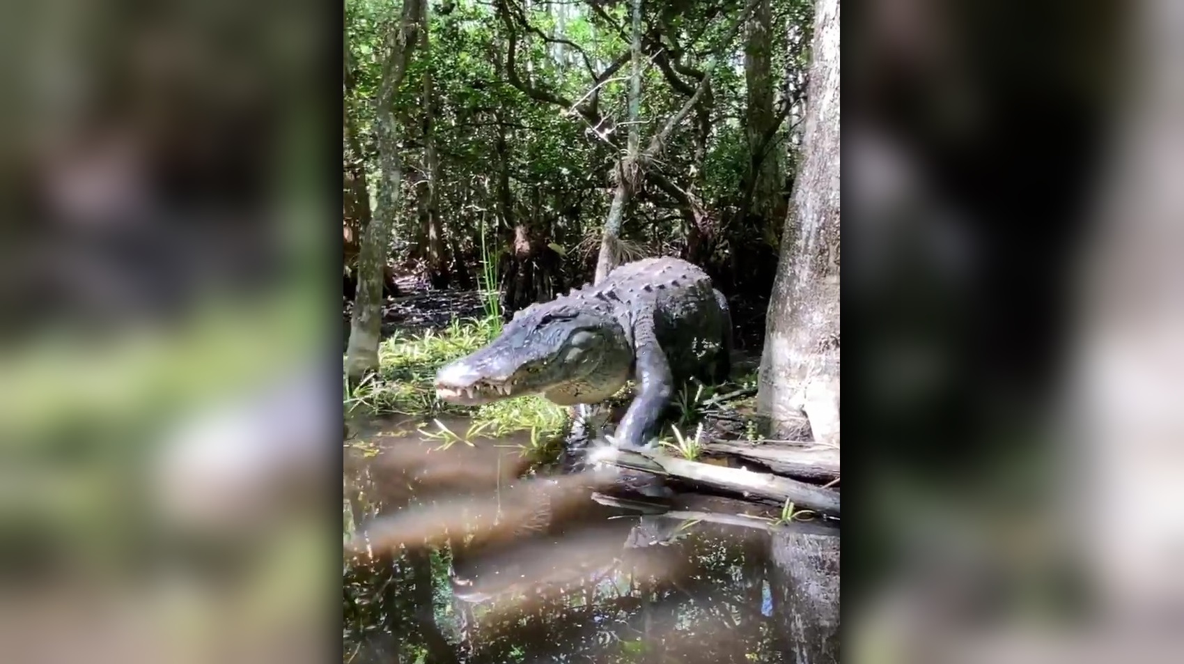Florida woman encounters massive alligator in Florida Everglades - WSVN ...