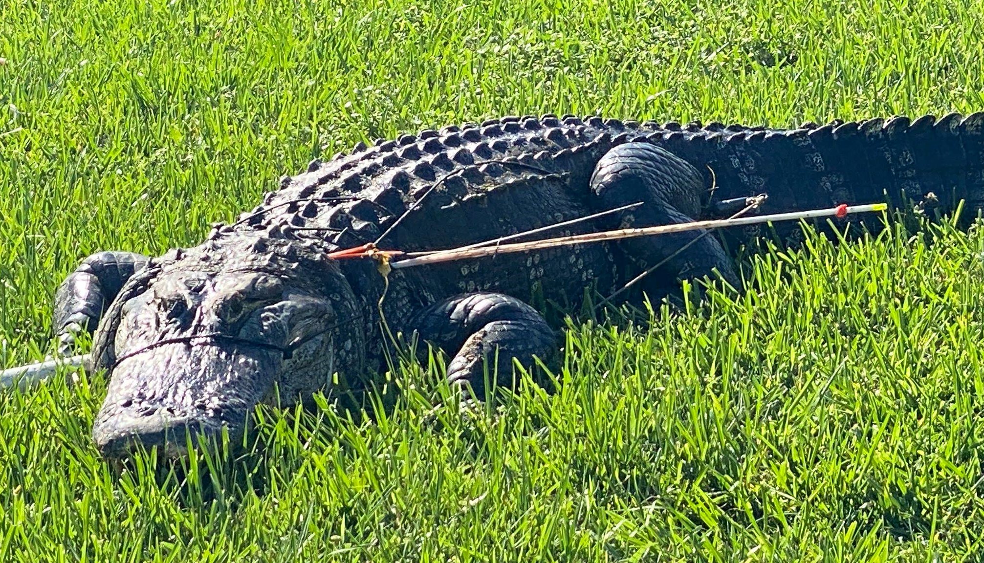 Alligator found impaled with two arrows in Southwest Florida - WSVN ...