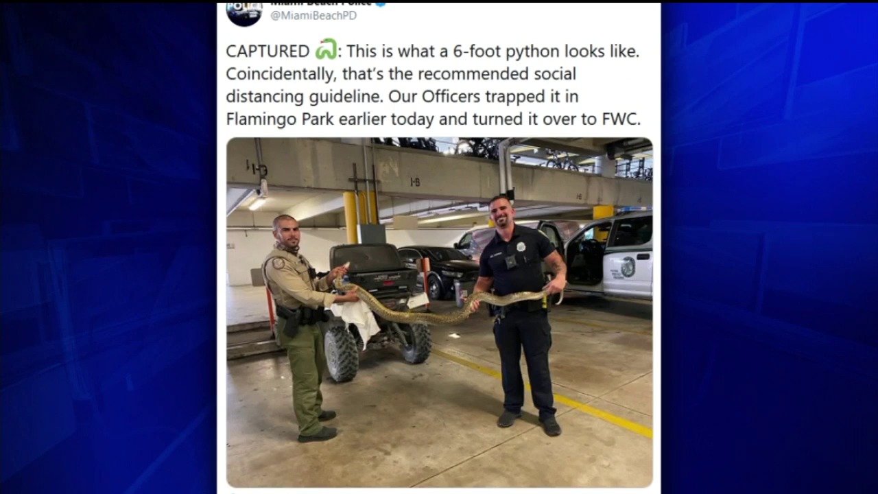 Six-foot python captured in Miami Beach’s Flamingo Park - WSVN 7News ...