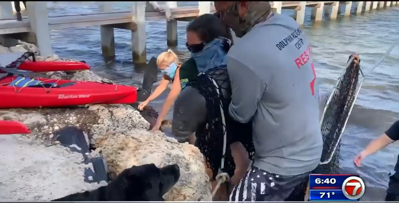 Infant manatee rescued from rocks in Islamorada - WSVN 7News | Miami ...