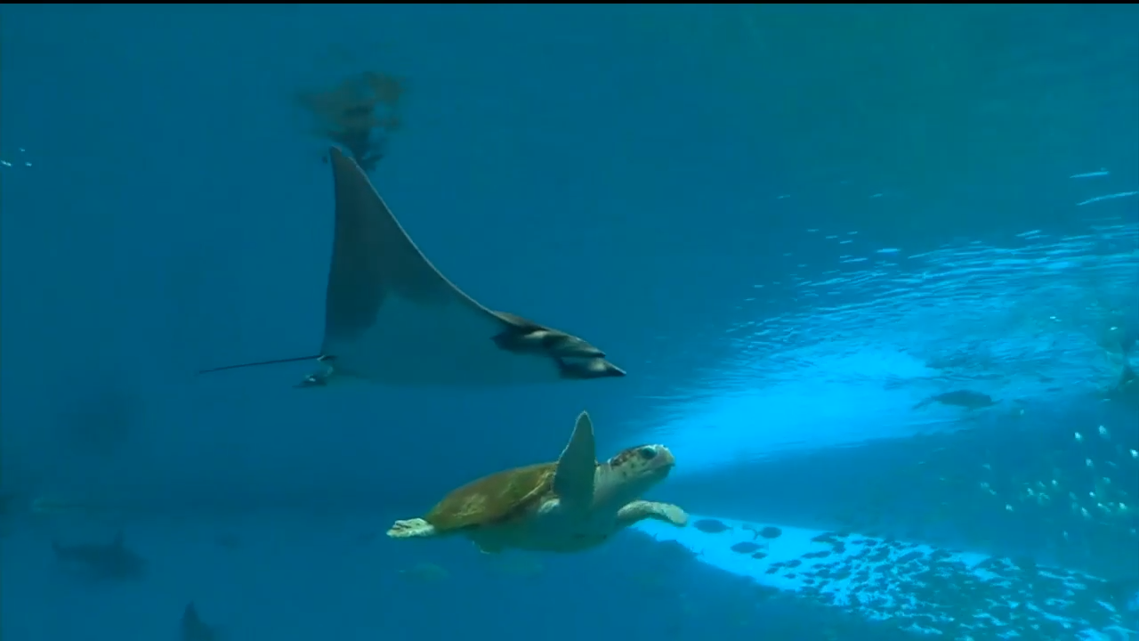 Frost Museum of Science celebrates 3-year anniversary livestreaming ...