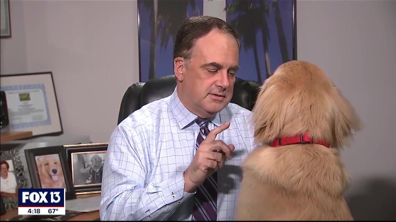 Dog steals the show during Florida weatherman’s at-home segment - WSVN ...