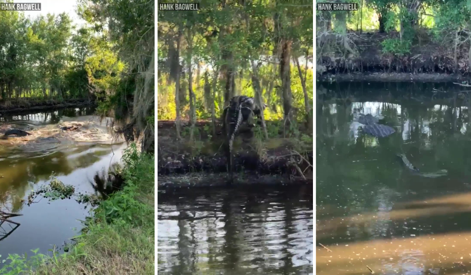Fight between two alligators in Florida nature reserve captured on ...