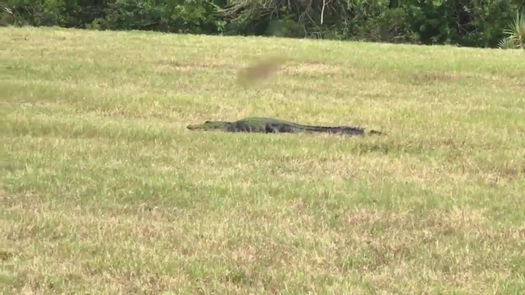 6-foot alligator spotted at SpaceX launch site – WSVN 7News | Miami ...