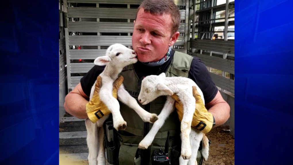 Fire crews rescue lambs from Florida wildfires - WSVN 7News | Miami ...