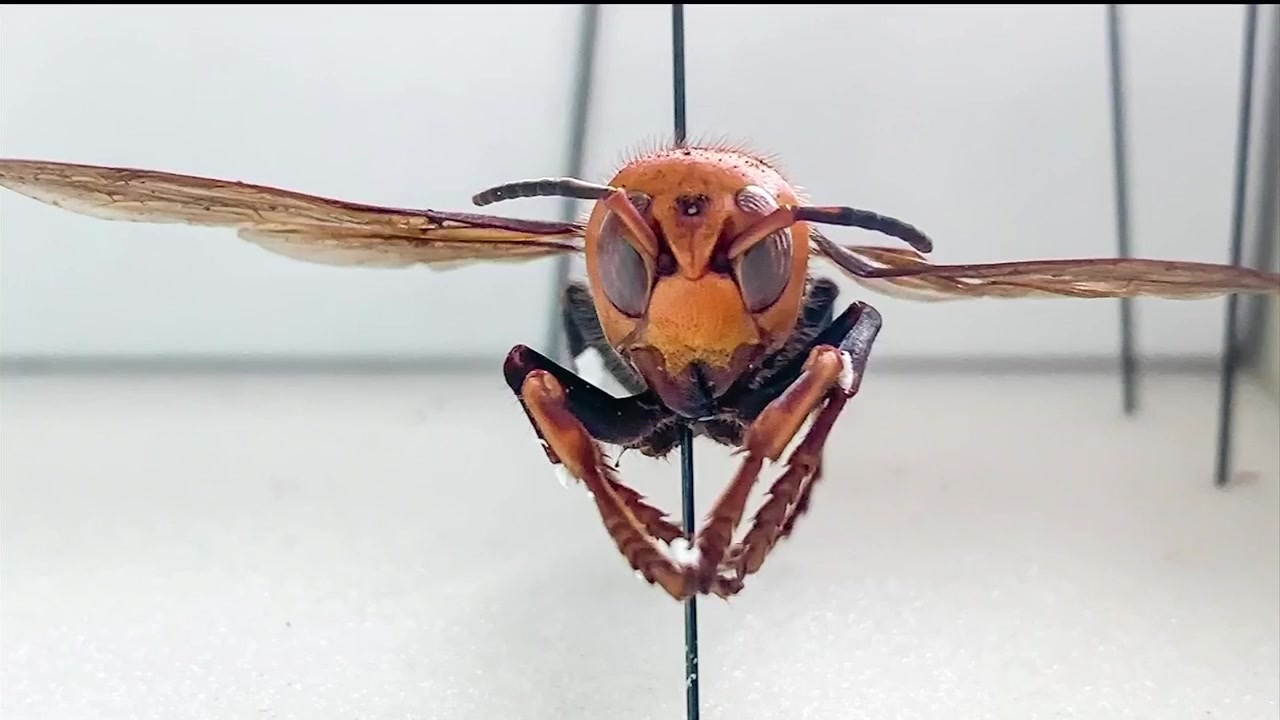 Bug experts dismiss worry about US ‘murder hornets’ as hype - WSVN ...