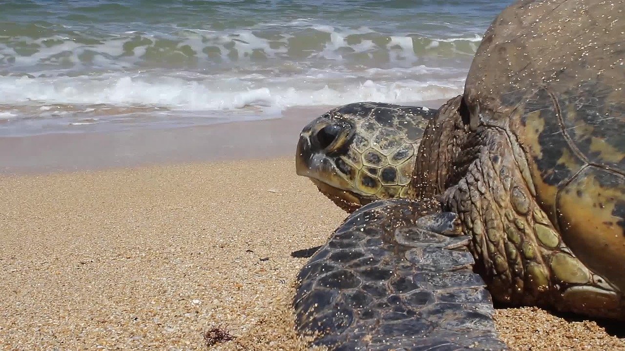 Turtle nesting season off to strong start on Florida beaches - WSVN ...