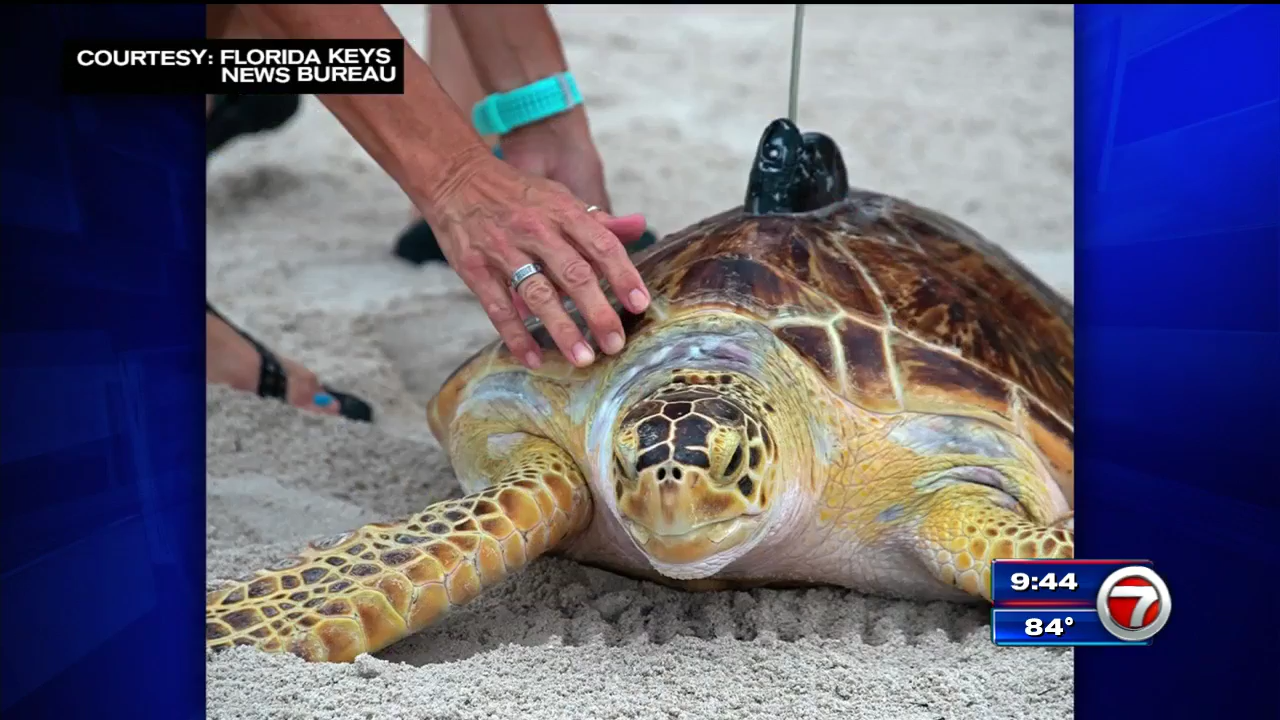 Rare sea turtle released off Florida Keys - WSVN 7News | Miami News ...
