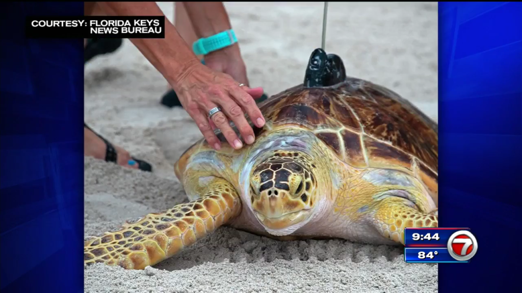 Rare sea turtle released off Florida Keys – WSVN 7News | Miami News ...