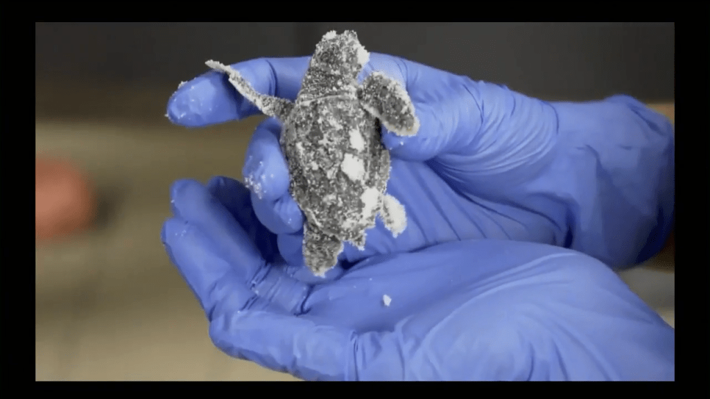 87 sea turtles rescued from storm drain near Clearwater Marine Aquarium ...