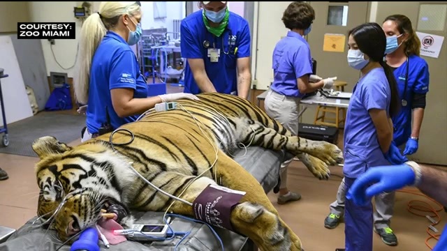 Zoo Miami vets check out endangered tiger to see if he’s fertile - WSVN ...