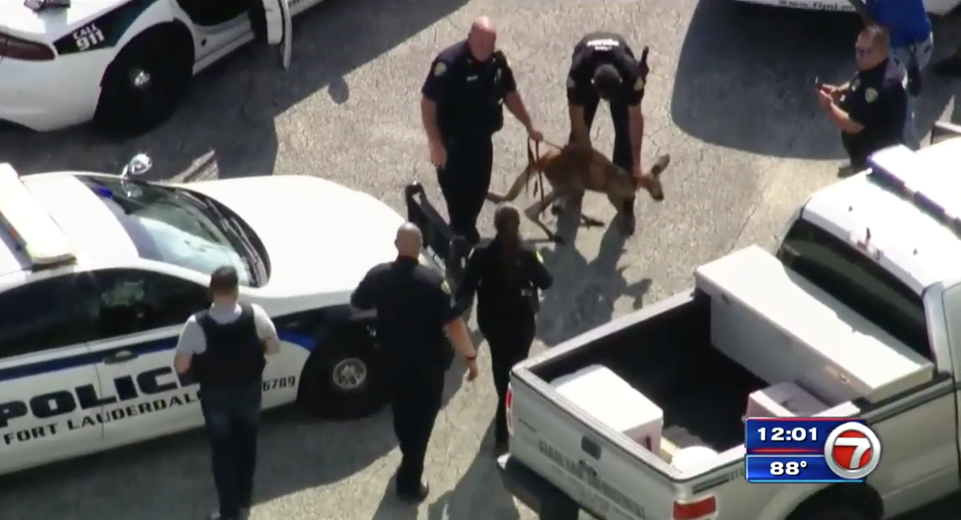 Officers capture kangaroo in Fort Lauderdale - WSVN 7News | Miami News ...
