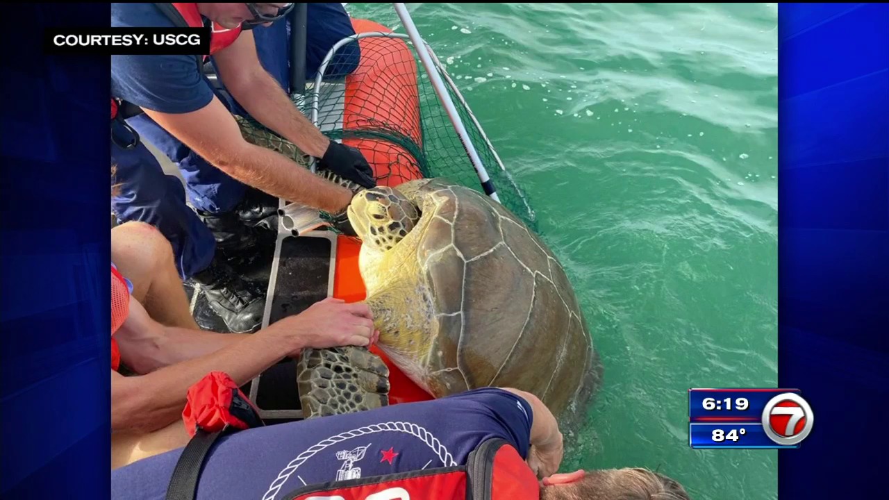 2 injured sea turtles nursed back to health, released into water in ...