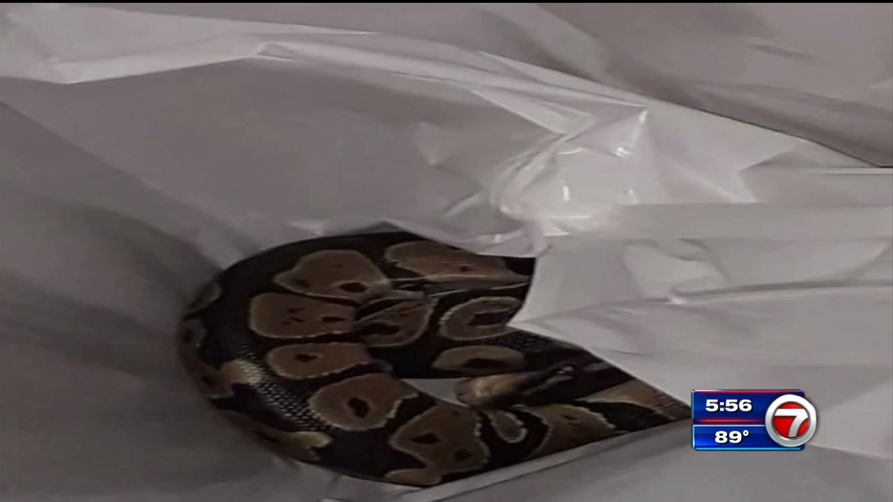 Woman finds python in washing machine in West Palm Beach apartment ...