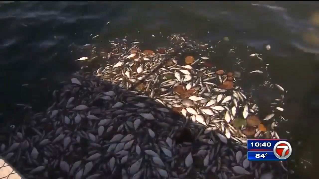 FWC: Biscayne Bay fish kill caused by low dissolved oxygen in water ...