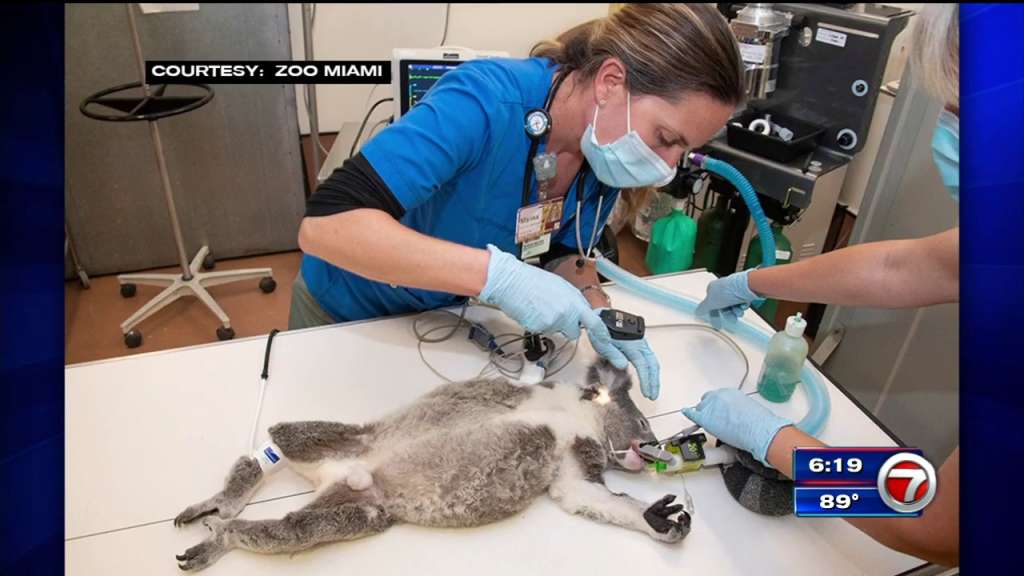 Koala, aardvark undergo general wellness exams at Zoo Miami – WSVN ...