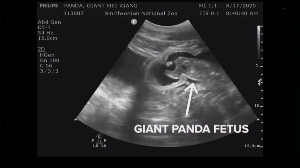 National Zoo awaits birth of pandemic panda cub – WSVN 7News | Miami ...
