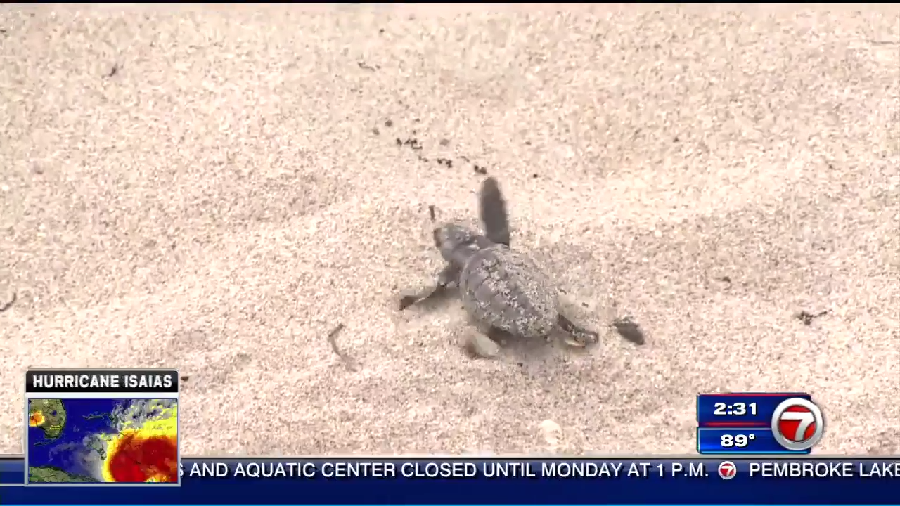 Sea turtles hatch in Boynton Beach during windy conditions brought on ...