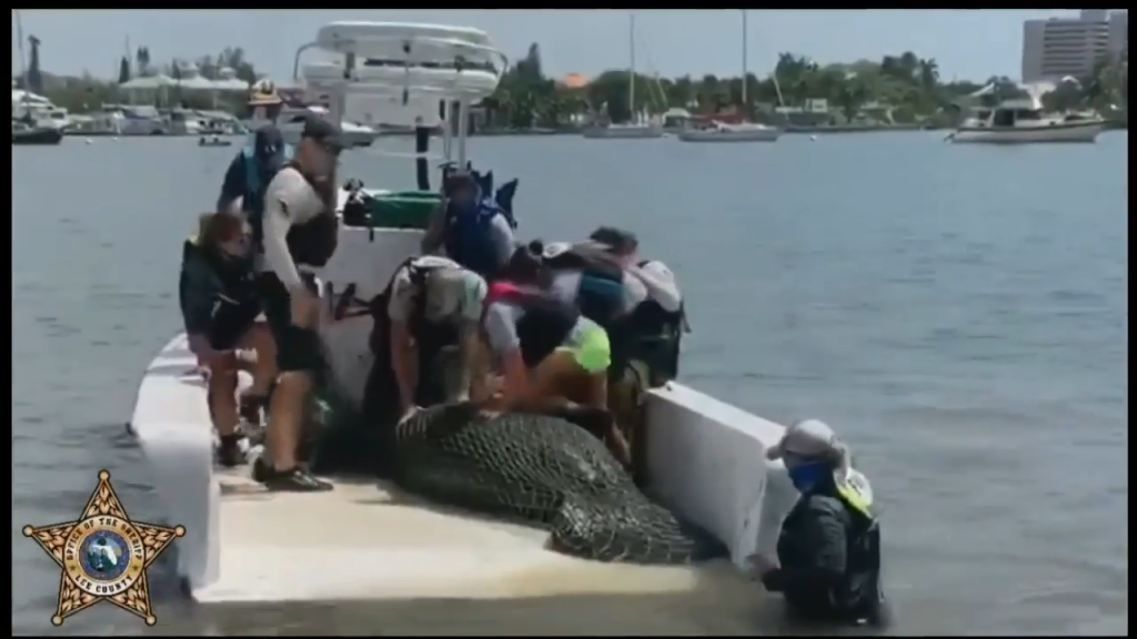 Manatee rescued at Fort Myers Beach after being hit by boat – WSVN ...