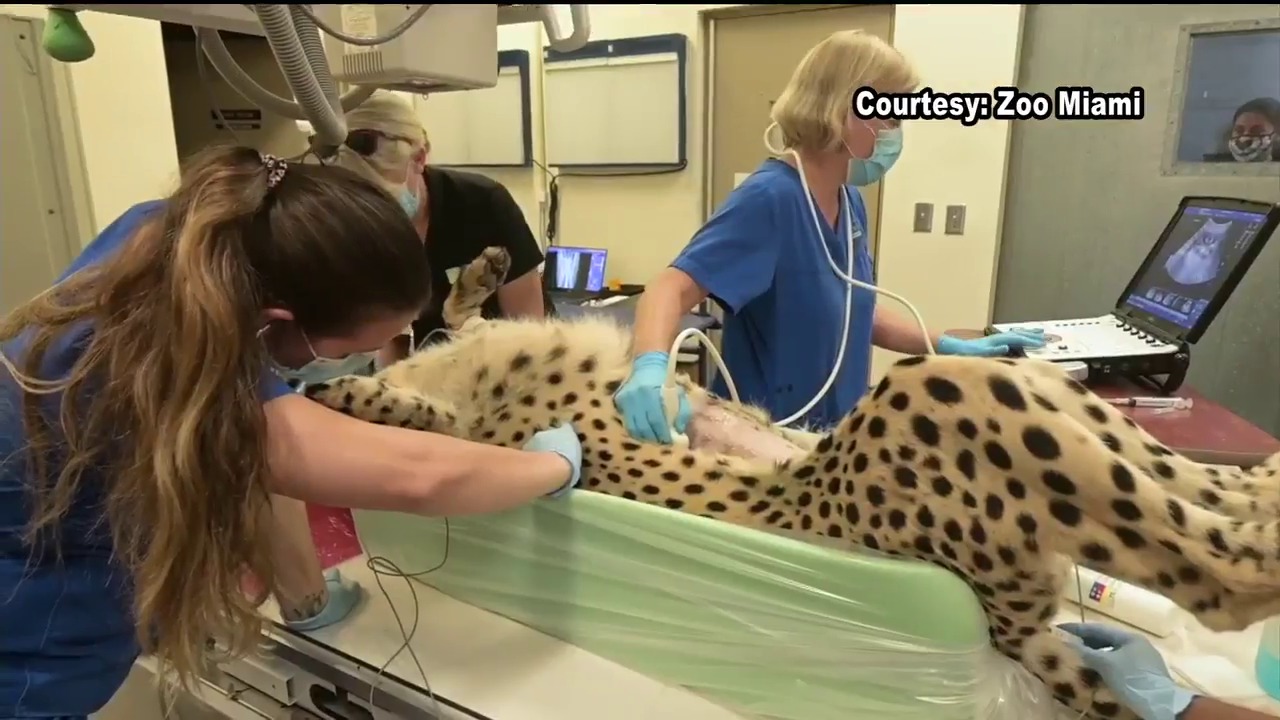 Cheetah undergoes wellness exam at Zoo Miami - WSVN 7News | Miami News ...