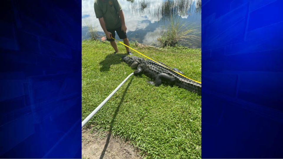 A Florida woman was attacked by a 10-foot alligator while trimming ...