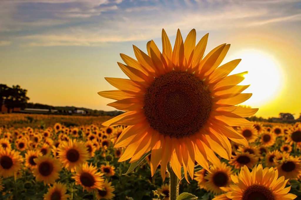 A farmer planted over 2 million sunflowers to provide a respite during ...