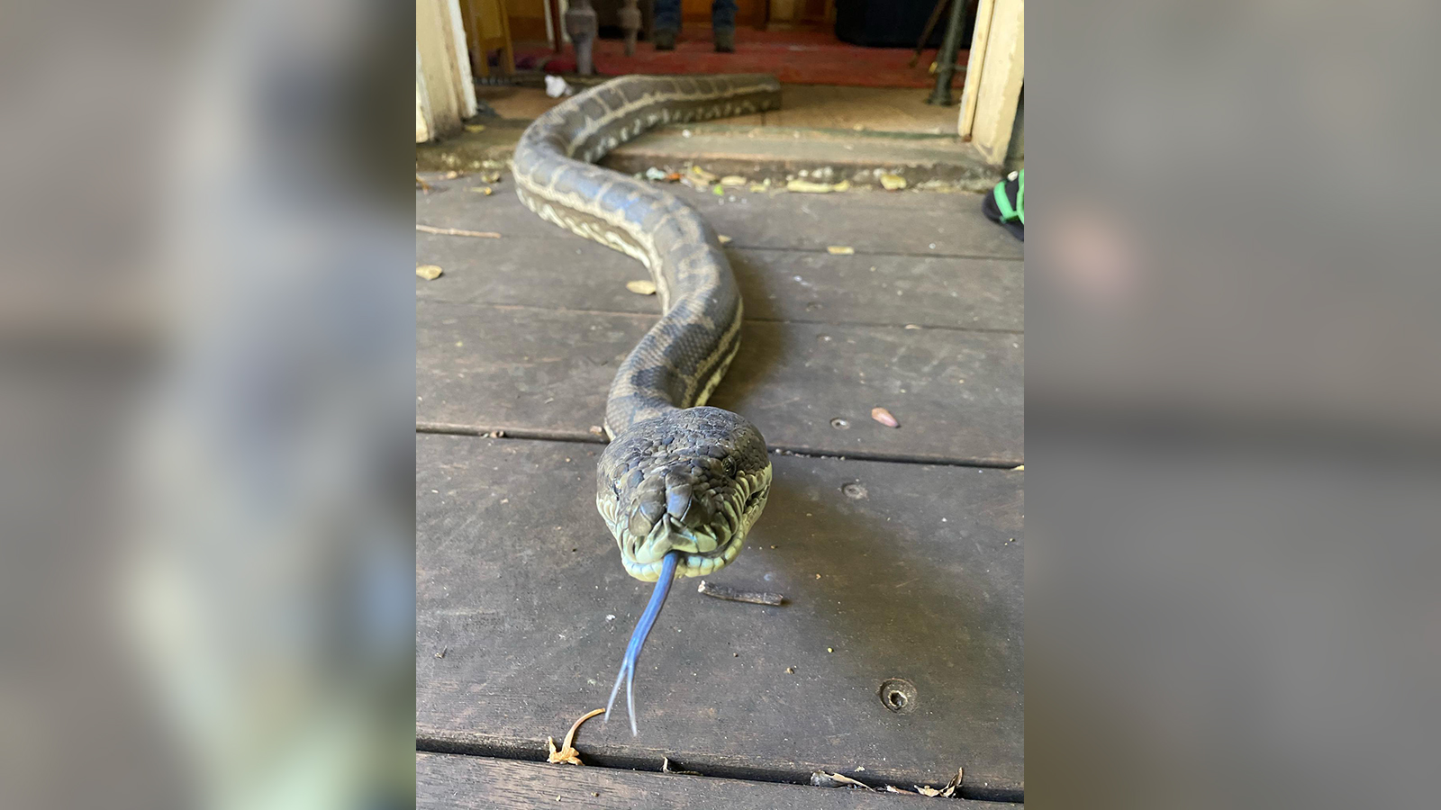 Two huge snakes fall through kitchen ceiling in Australia - WSVN 7News ...