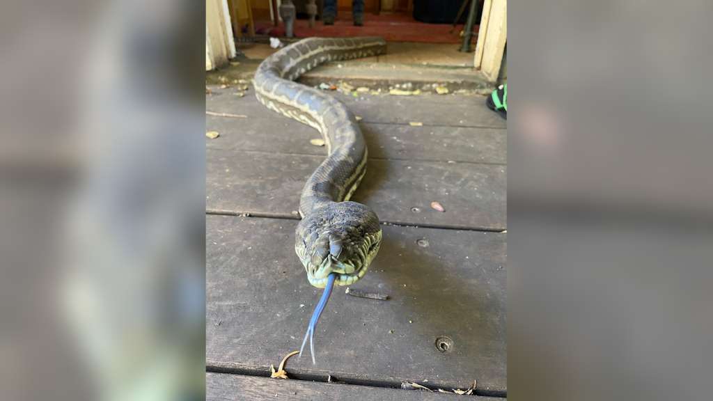 Two huge snakes fall through kitchen ceiling in Australia – WSVN 7News ...