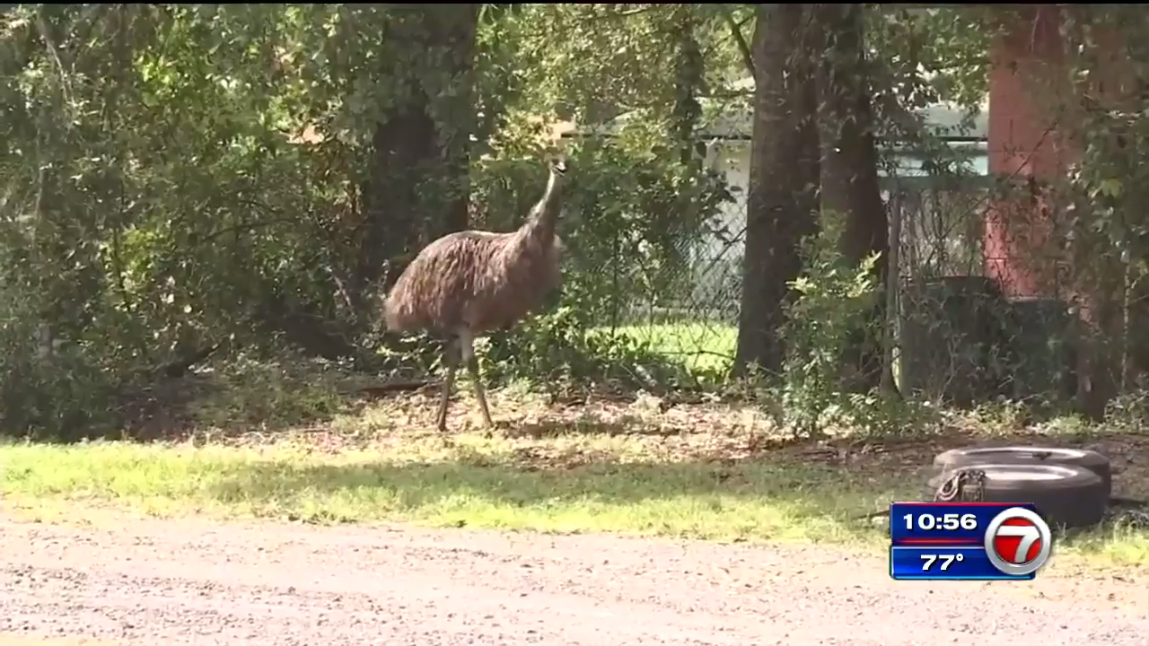 Emu roams loose around Jacksonville neighborhood - WSVN 7News | Miami ...