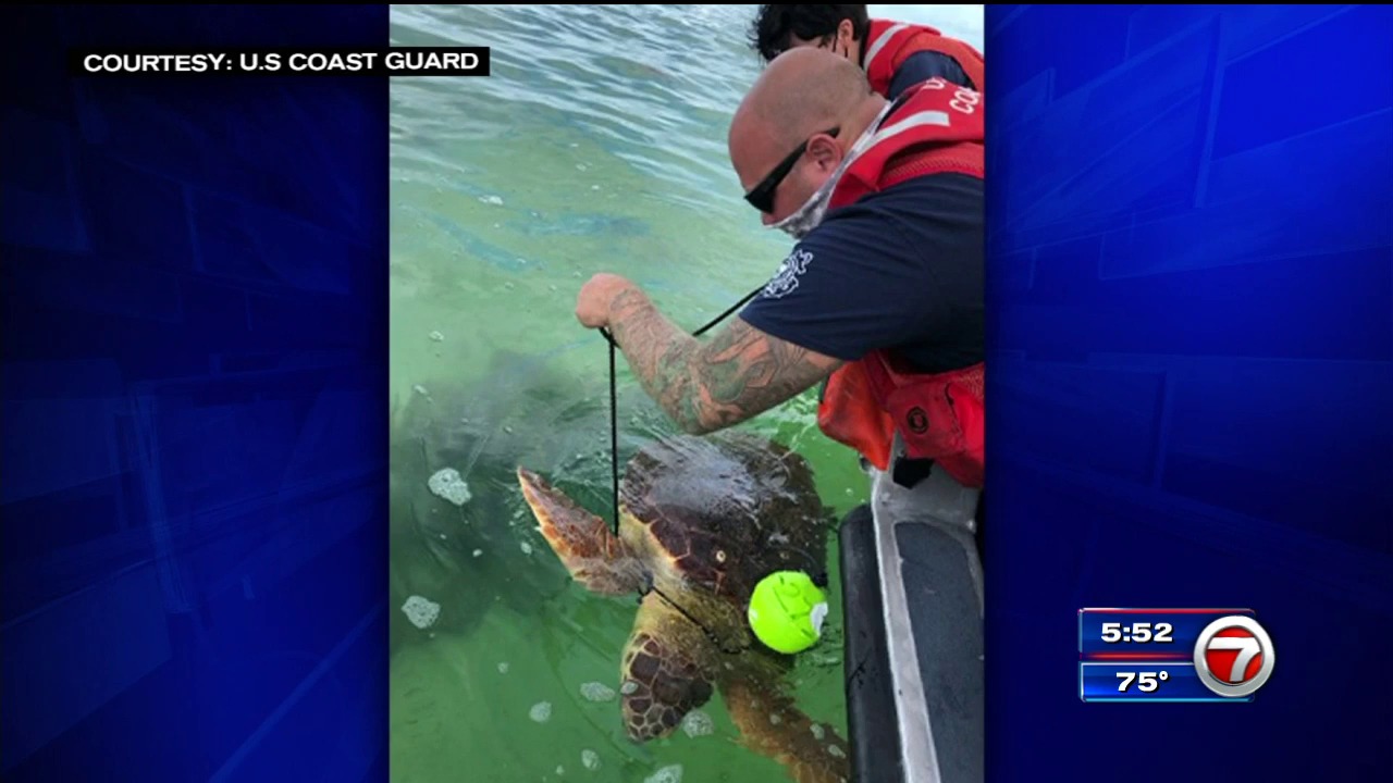 US Coast Guard frees trapped sea turtle near Key West - WSVN 7News ...