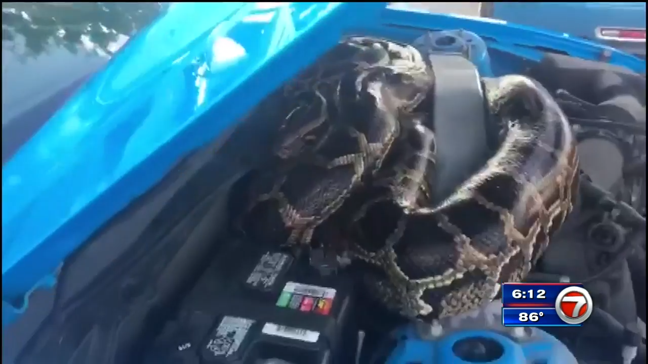 Crews remove 10′ Burmese python found under hood of Mustang in Dania ...